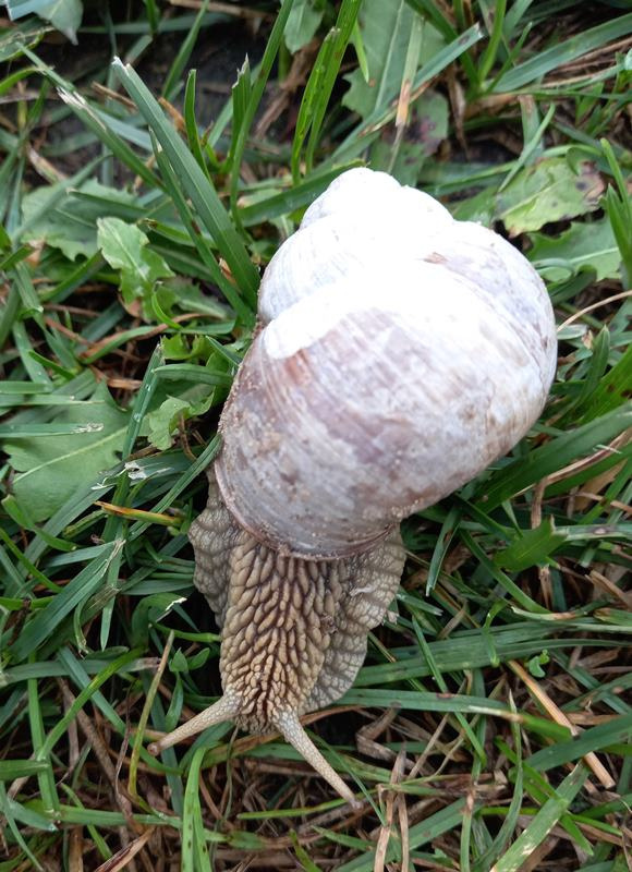 Pełzakol Extra bio 500g - Ogrodniczy sklep internetowy WIK-TOR